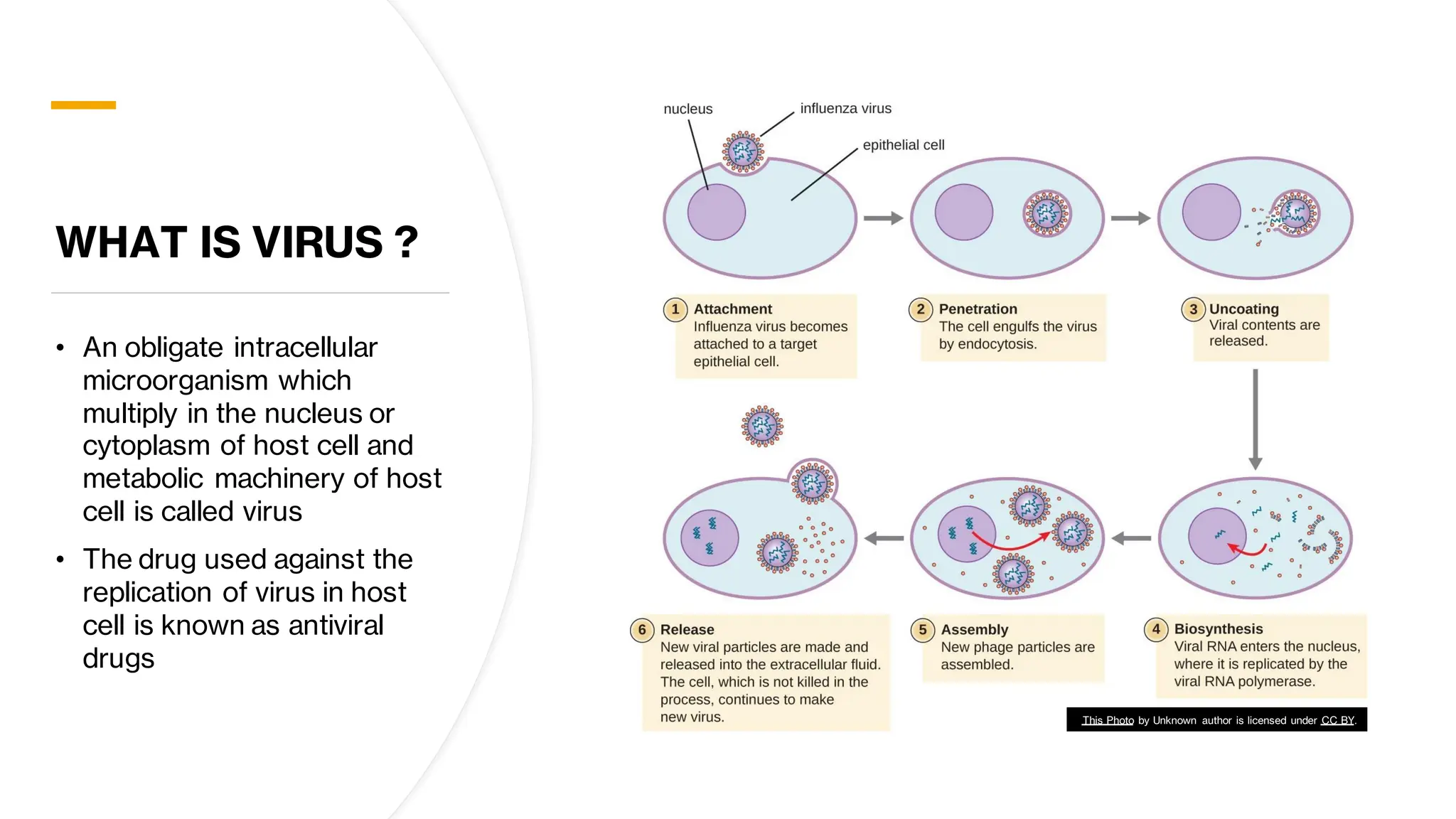 Anti viral drug pharmacology classification | PDF