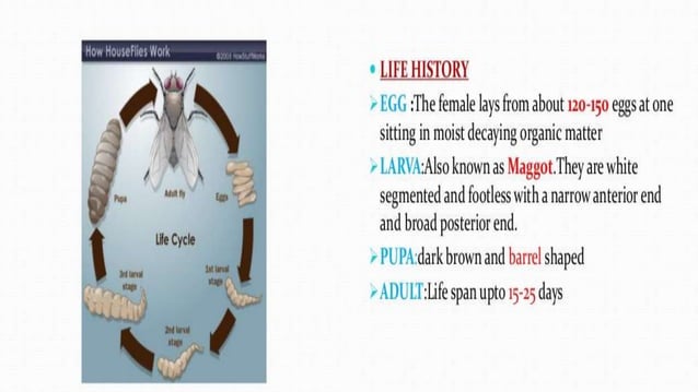 Medically important Arthropod vectors | PPTX