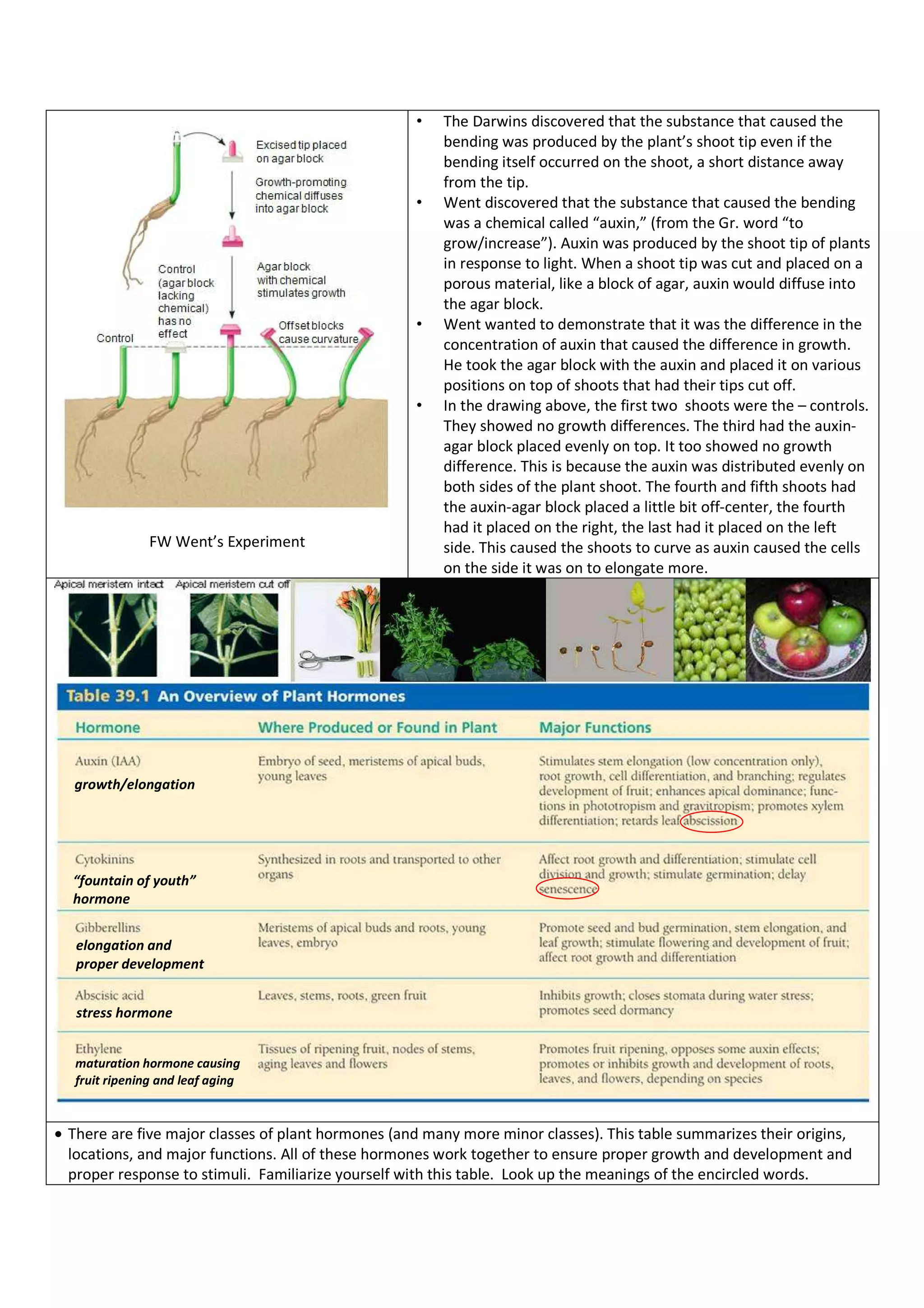 Presentation 18 - Plant Hormones (Notes) | PDF