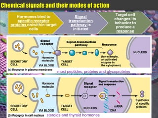 Presentation 19 - Chemical Signals In Animals | PPT