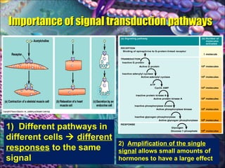 Presentation 19 - Chemical Signals In Animals | PPT