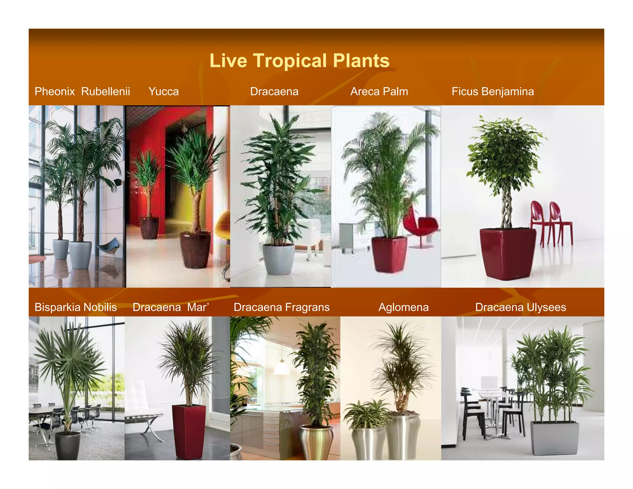 Plants at Work, Office Landscaping, tropical plants, replica plants | PDF