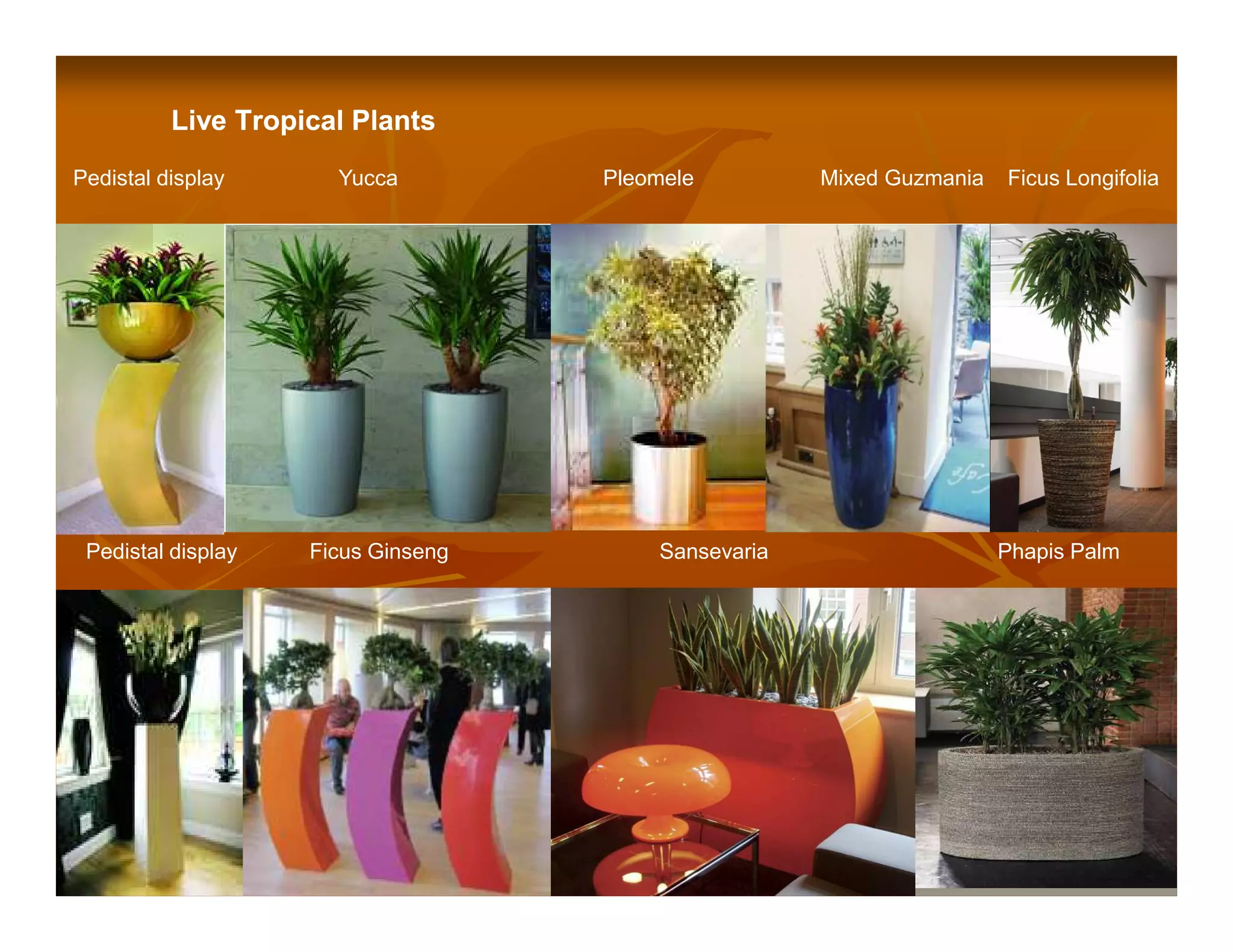 Plants at Work, Office Landscaping, tropical plants, replica plants | PDF