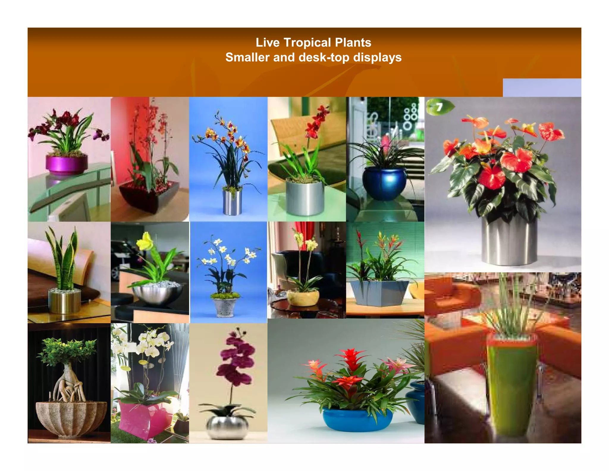 Plants at Work, Office Landscaping, tropical plants, replica plants | PDF