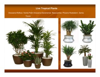 Plants at Work, Office Landscaping, tropical plants, replica plants | PPT