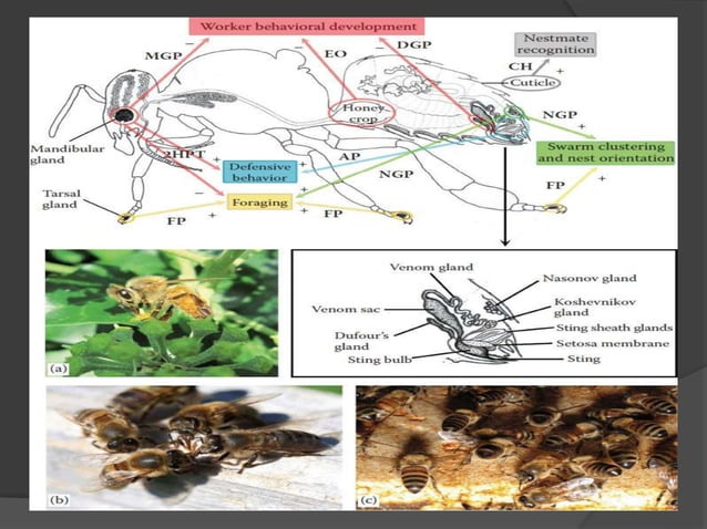 honey bee-pheromones | PPTX | Chemistry | Science
