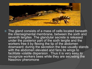 honey bee-pheromones | PPTX