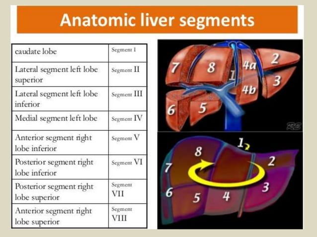 Presentation1, abdominal ultrasound anatomy. | PPT