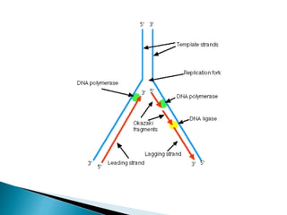 Presentation1 achu 2 | PPT