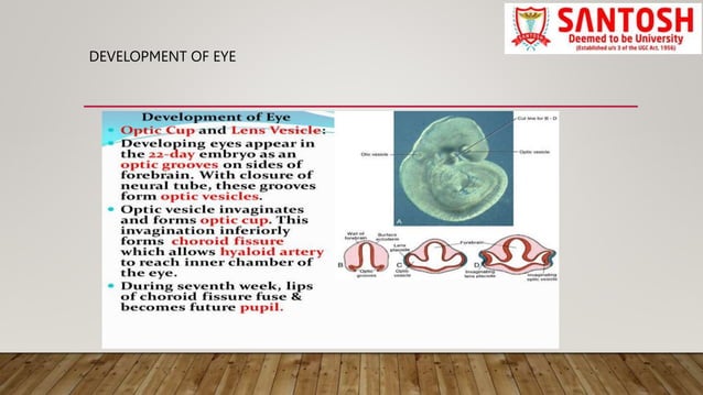 Presentation1 anatomy, eyeball.pptx