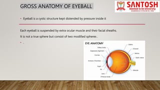 Presentation1 anatomy, eyeball.pptx