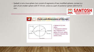 Presentation1 anatomy, eyeball.pptx