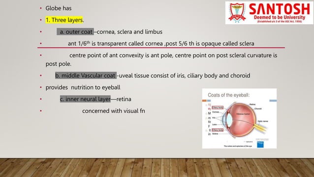 Presentation1 anatomy, eyeball.pptx