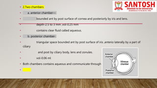 Presentation1 anatomy, eyeball.pptx