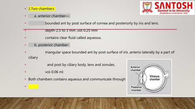 Presentation1 anatomy, eyeball.pptx