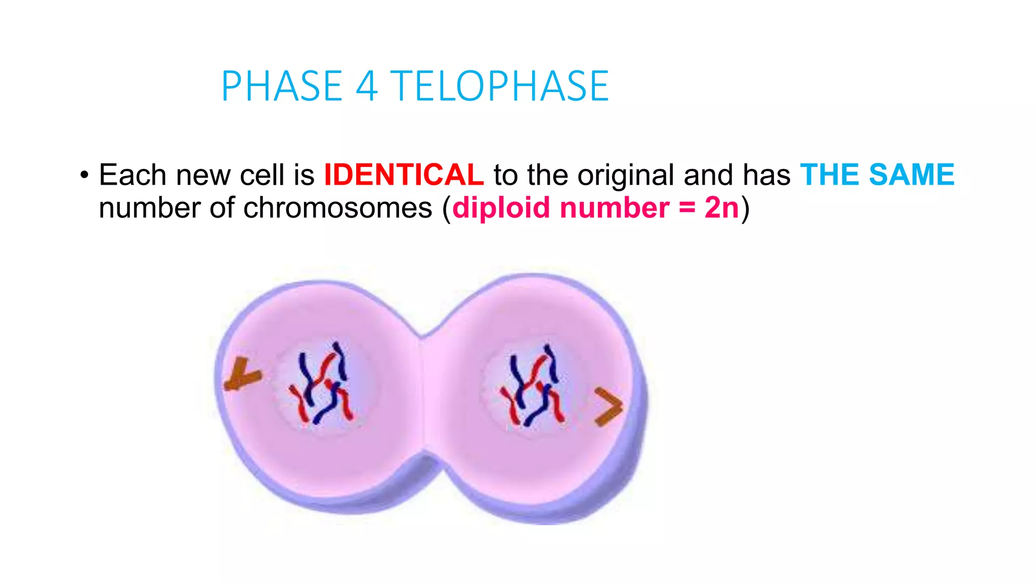 CELL DIVISION | PPTX