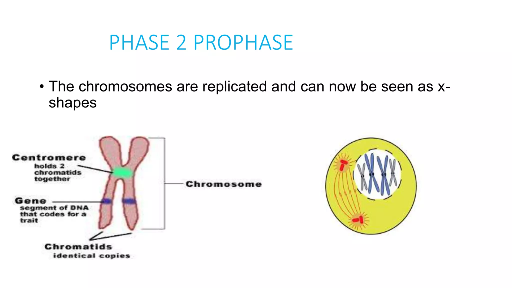 CELL DIVISION | PPTX