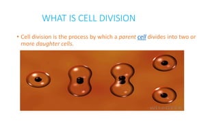CELL DIVISION | PPTX