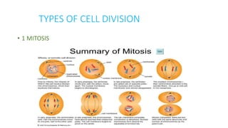 CELL DIVISION | PPTX