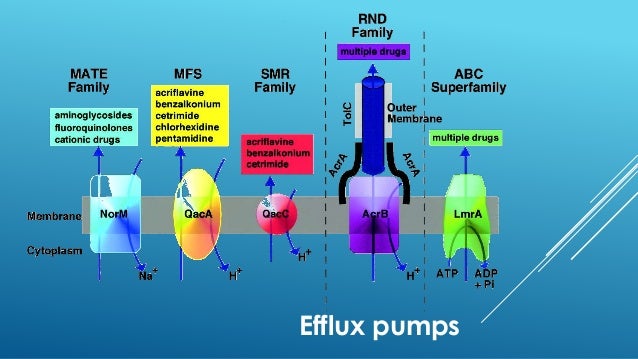 Bacterial efflux pump inhibitory activity of some indigenous medicina…