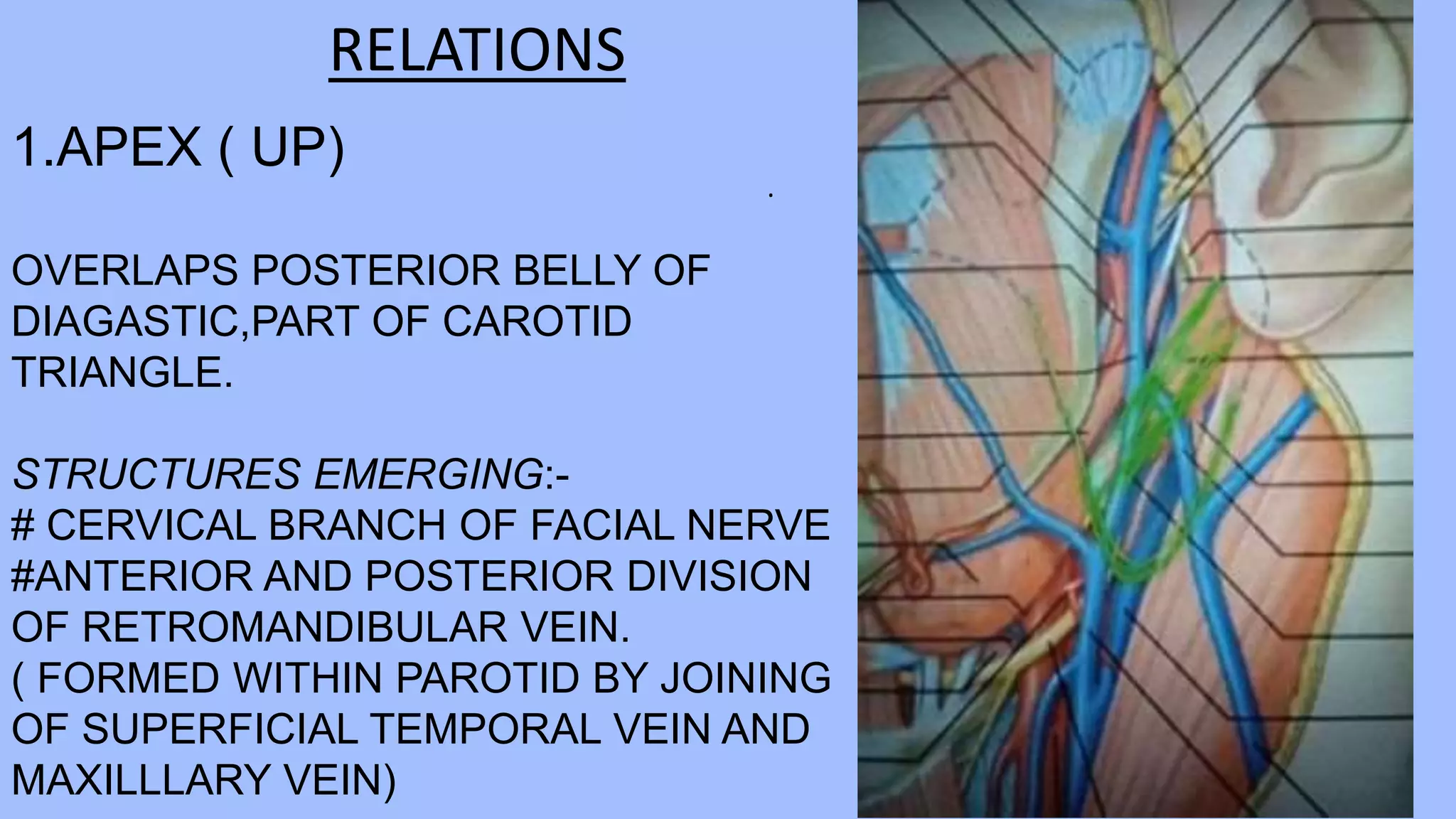 Parotid Gland | PPTX