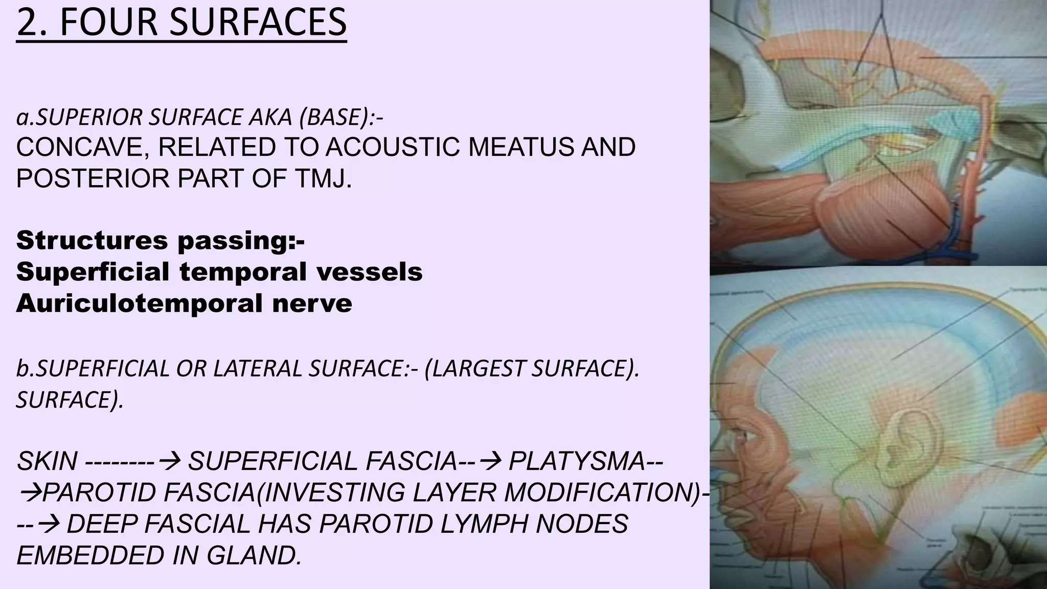 Parotid Gland | PPTX