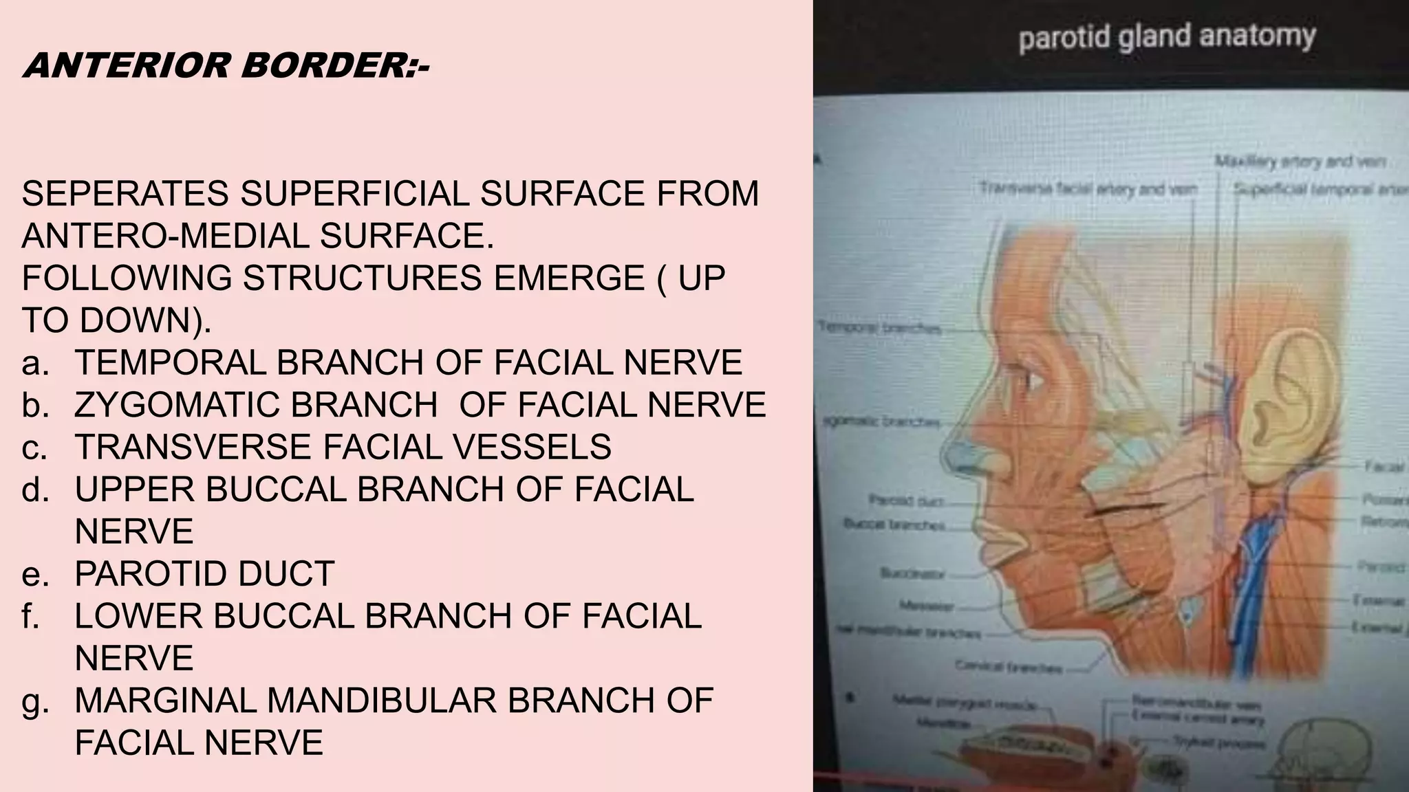Parotid Gland | PPTX