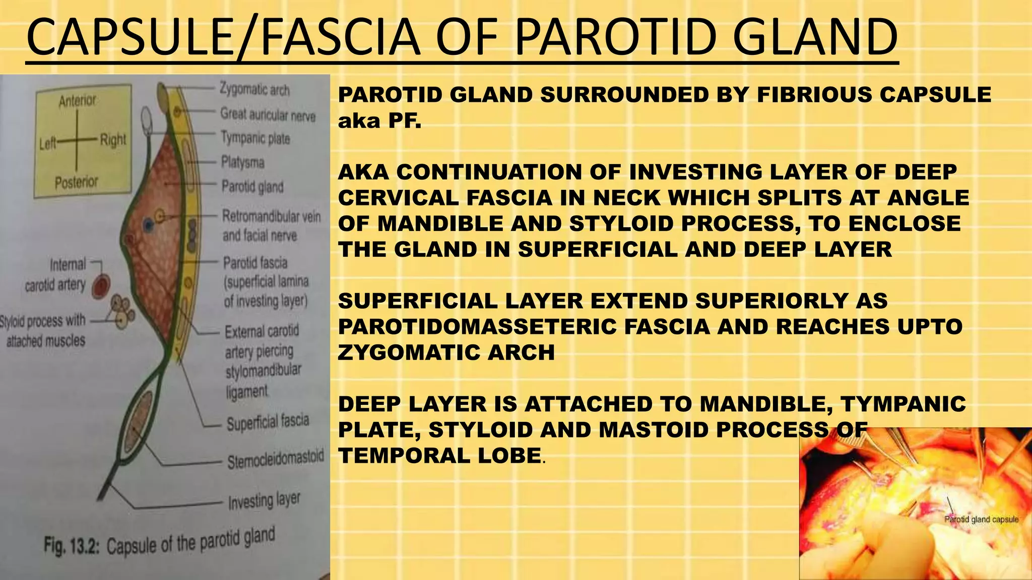 Parotid Gland | PPTX
