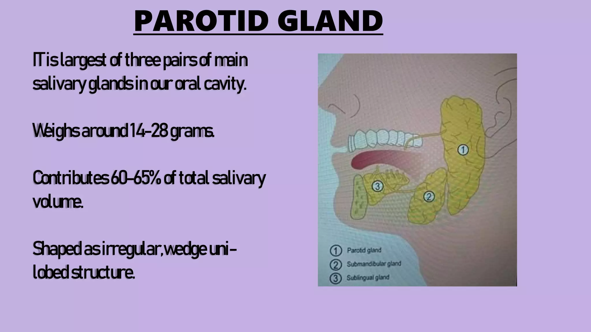 Parotid Gland | PPTX