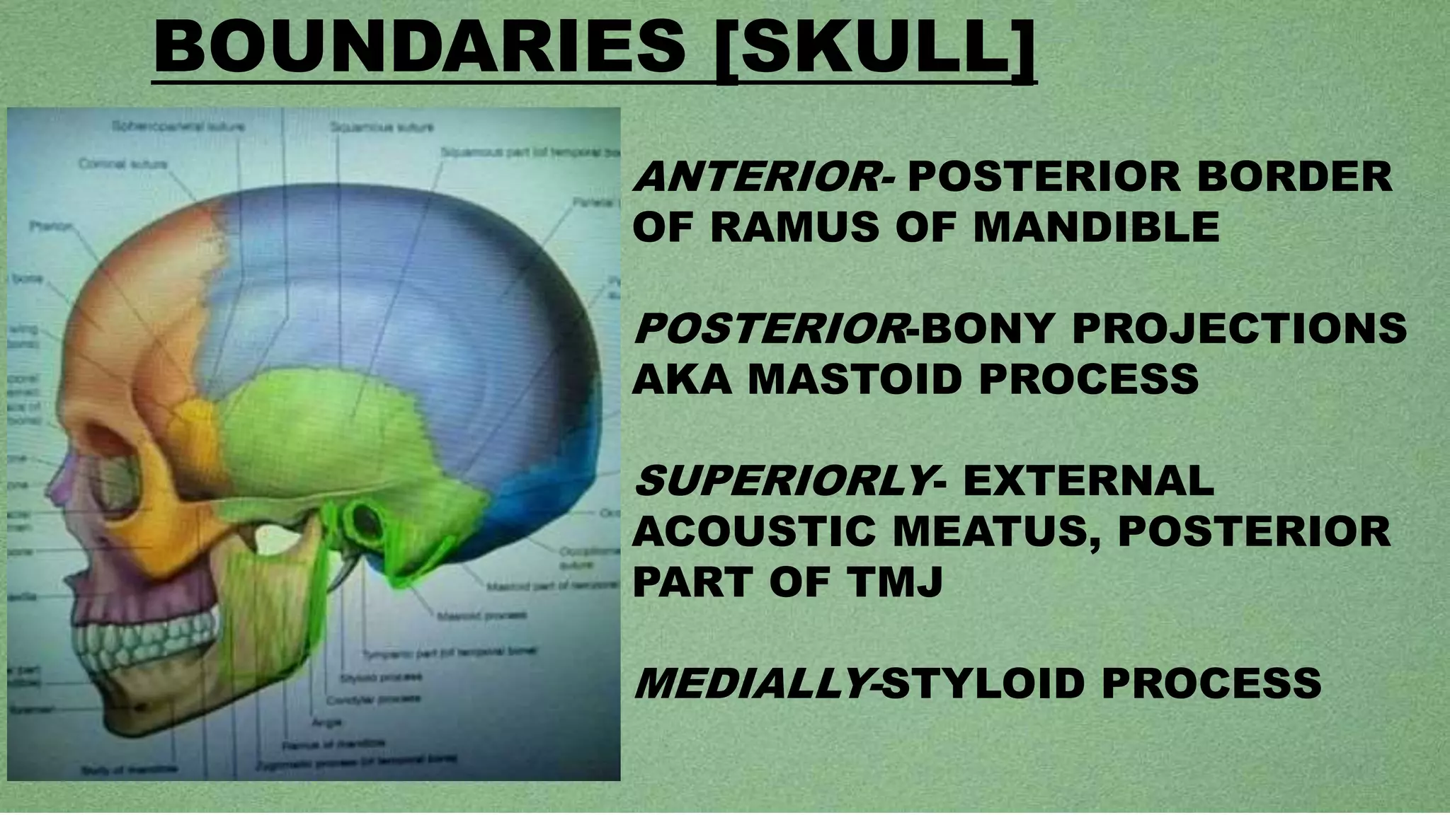 Parotid Gland | PPTX