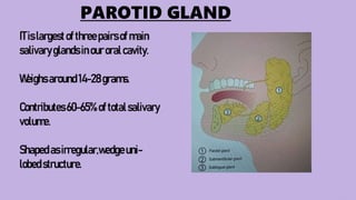 Parotid Gland | PPTX