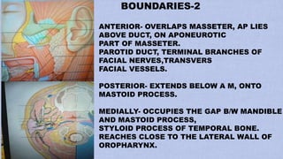 Parotid Gland | PPTX