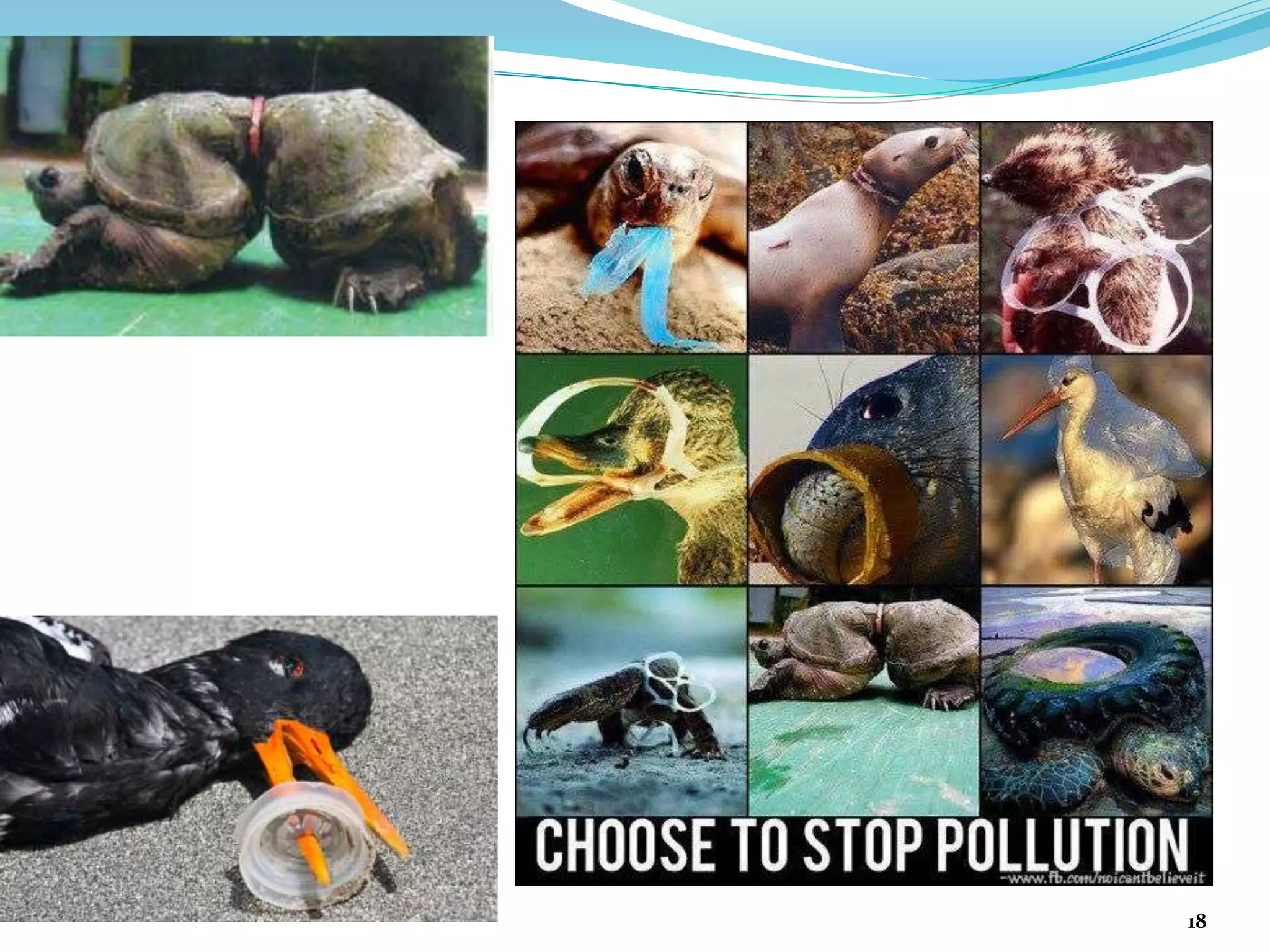 BIODEGRADATION | PPTX