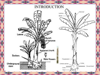 banana fiber production | PDF