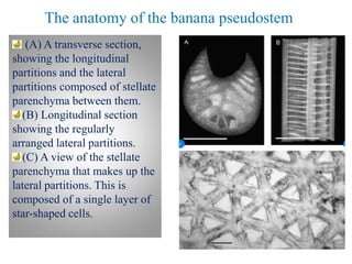 banana fiber production | PDF