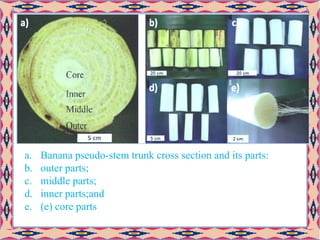 banana fiber production | PDF