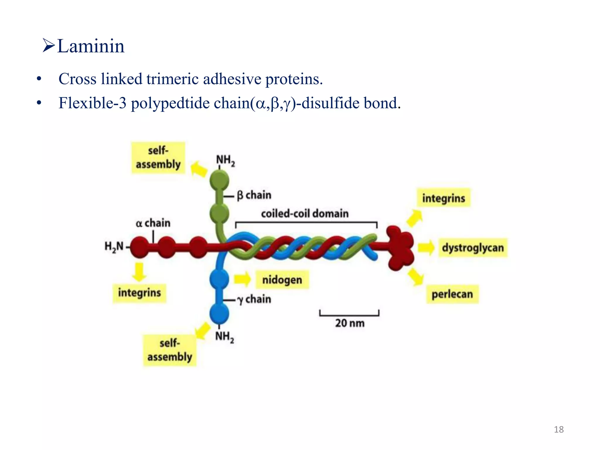 CELL ADHESION MOLECULES AND MATRIX PROTEINS | PPTX