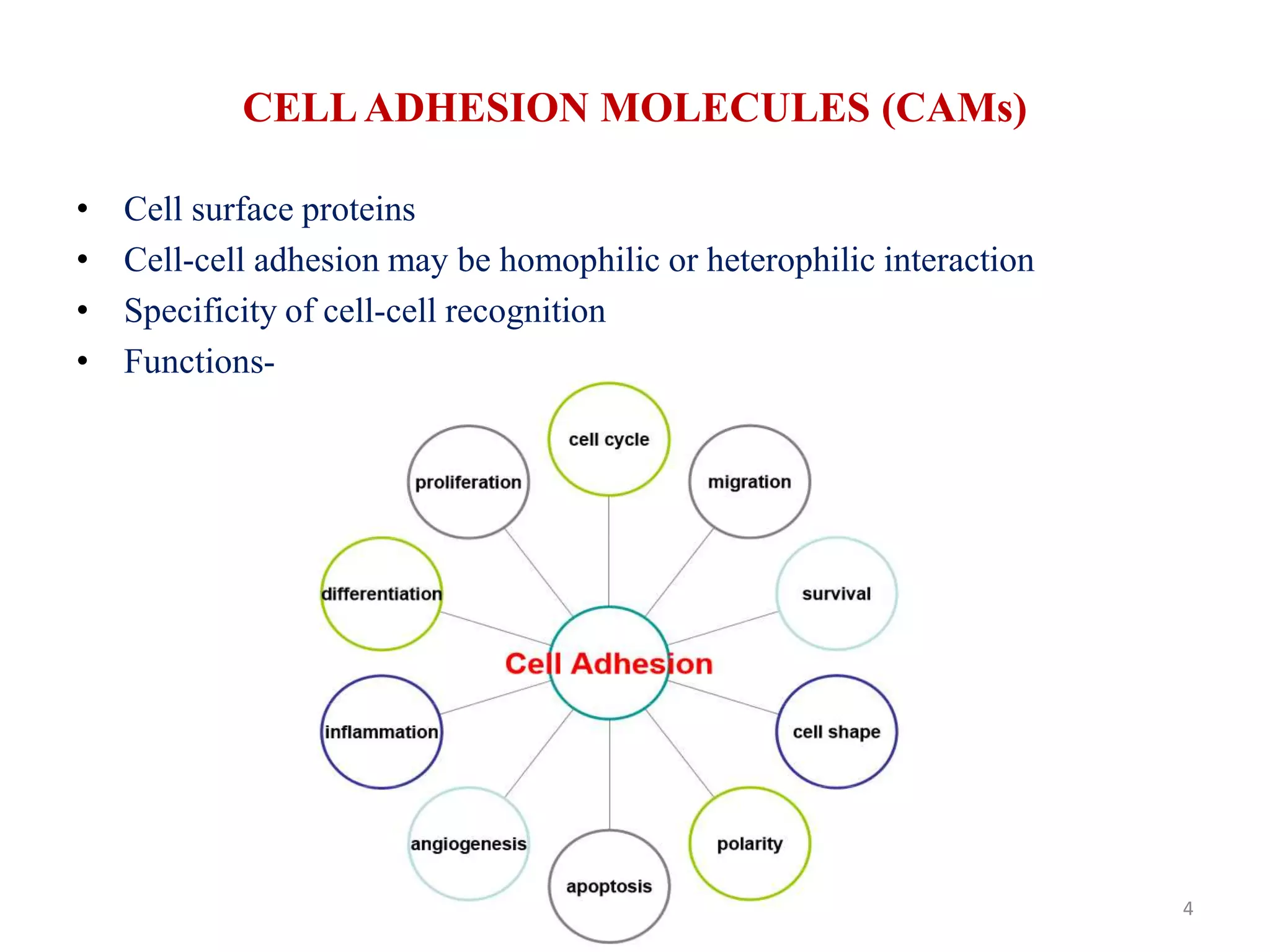 CELL ADHESION MOLECULES AND MATRIX PROTEINS | PPTX