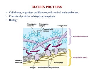 CELL ADHESION MOLECULES AND MATRIX PROTEINS | PPTX