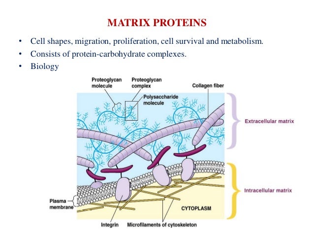 CELL ADHESION MOLECULES AND MATRIX PROTEINS
