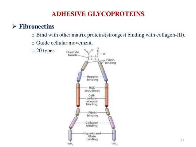 CELL ADHESION MOLECULES AND MATRIX PROTEINS