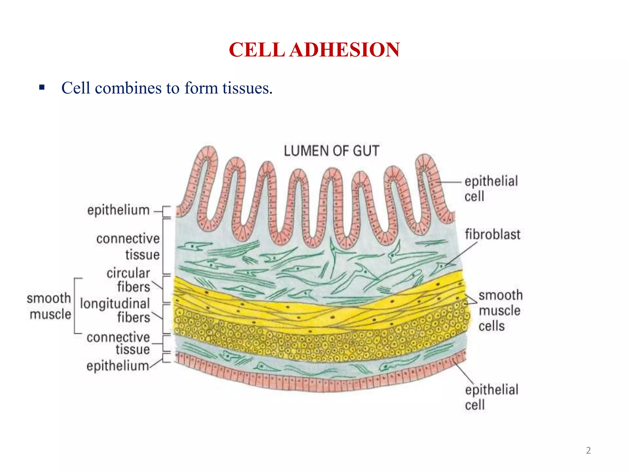 CELL ADHESION MOLECULES AND MATRIX PROTEINS | PPTX