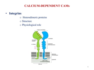 CELL ADHESION MOLECULES AND MATRIX PROTEINS | PPTX