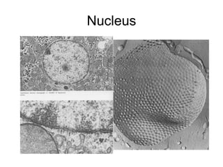 Presentation 1 cell structure and function | PPT