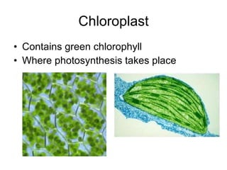 Presentation 1 cell structure and function | PPT