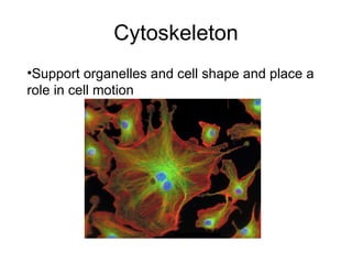 Presentation 1 cell structure and function | PPT