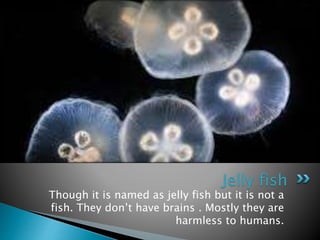 Presentation1 chintu | PPTX