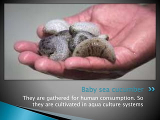 Presentation1 chintu | PPTX