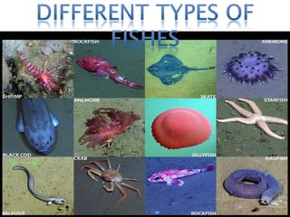 Presentation1 chintu | PPTX