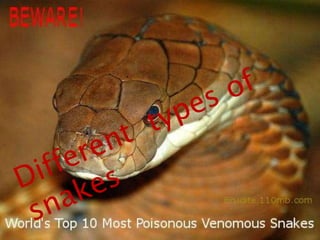 Presentation1 chintu | PPTX